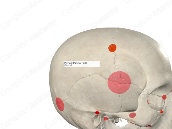 Pterion (Parietal Part) | Complete Anatomy