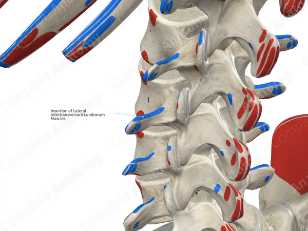 Insertion of Lateral Intertransversarii Lumborum Muscles | Complete Anatomy