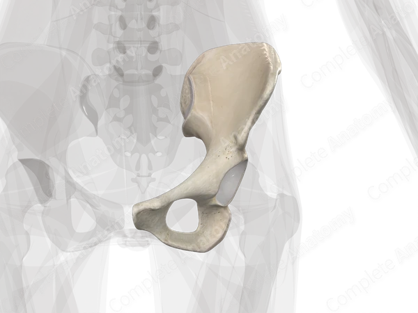 Hip Bone (Left) | Complete Anatomy
