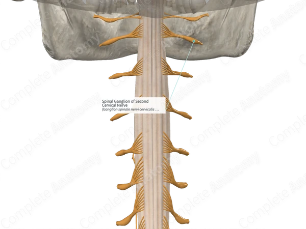 Spinal Ganglion of Second Cervical Nerve | Complete Anatomy