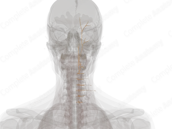 Medial Branches of Posterior Rami of Cervical Nerves (Left) | Complete ...