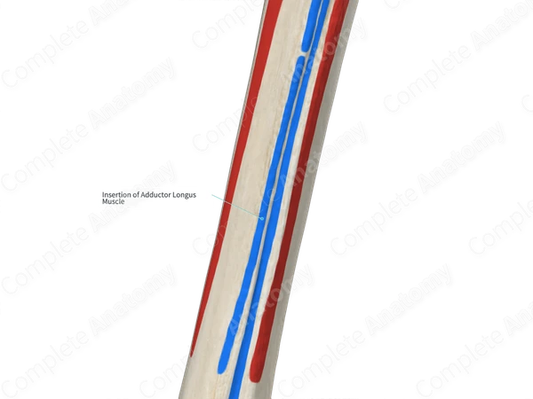 Insertion of Adductor Longus Muscle | Complete Anatomy