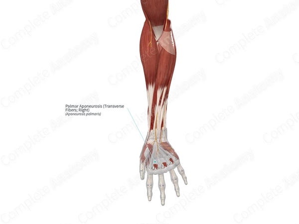 Palmar Aponeurosis Palmer Space | Medical Junction