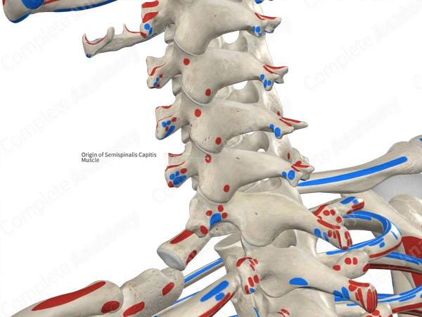 Origin of Semispinalis Capitis Muscle | Complete Anatomy