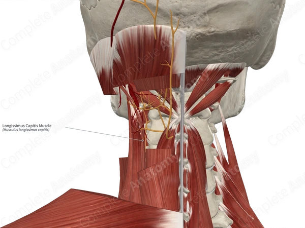 Longissimus Capitis Muscle | Complete Anatomy