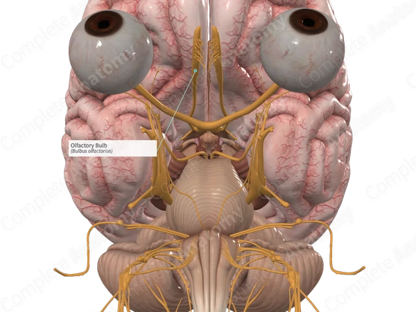 Olfactory Bulb | Complete Anatomy