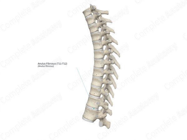 Anulus Fibrosus (T11-T12) | Complete Anatomy