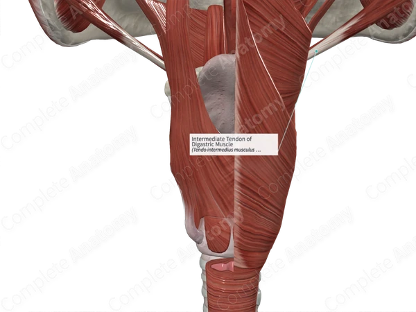 Intermediate Human Anatomy