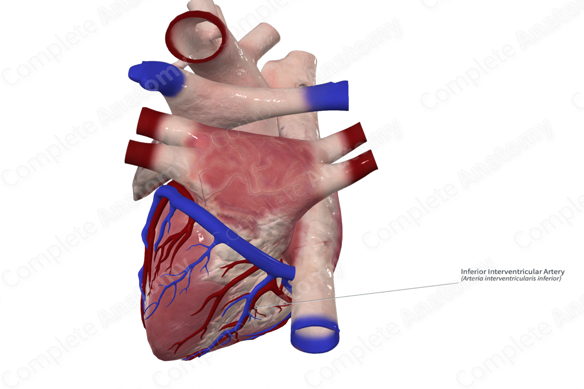 Inferior Interventricular Artery | Complete Anatomy
