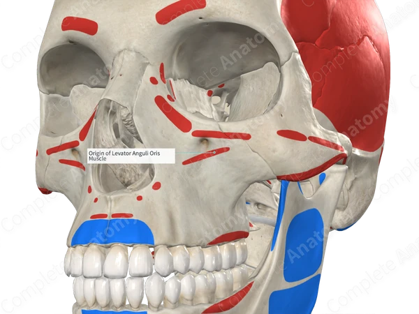 Origin of Levator Anguli Oris Muscle | Complete Anatomy