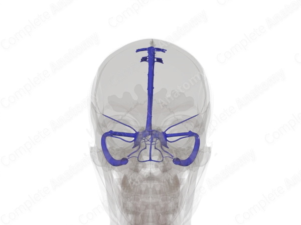 Dural Venous Sinuses | Complete Anatomy