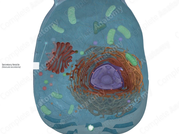 Secretory Vesicle | Complete Anatomy
