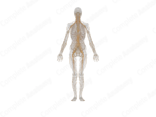 Peripheral Nervous System | Complete Anatomy