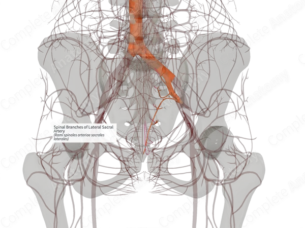 Spinal Branches of Lateral Sacral Artery (Left) | Complete Anatomy