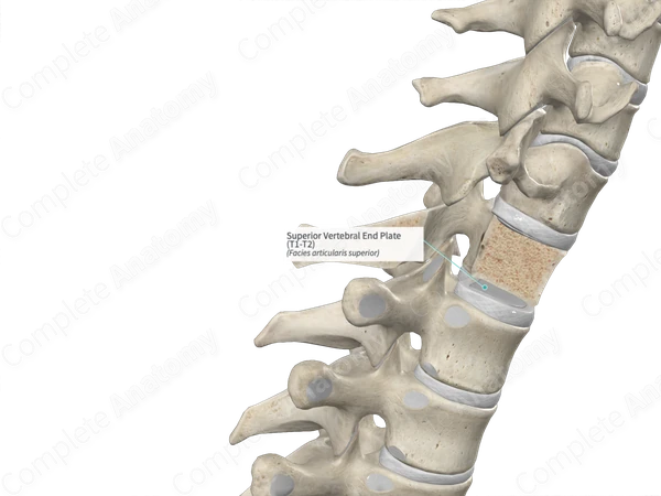 Superior Vertebral End Plate (T1-T2) | Complete Anatomy