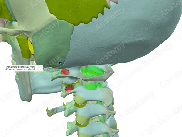 Transverse Process of Atlas (Left) | Complete Anatomy