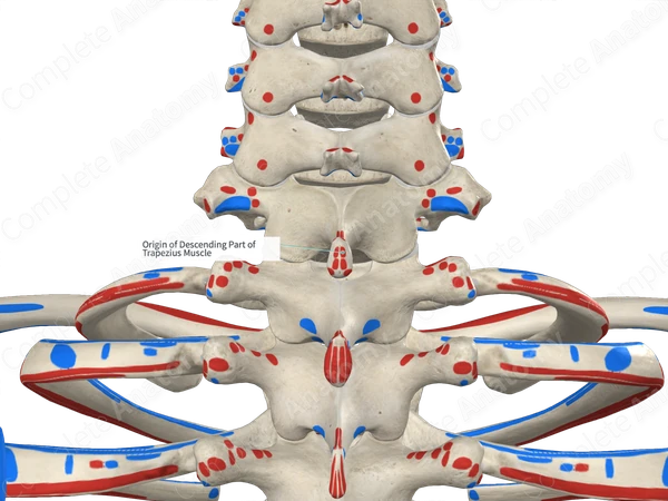 Origin of Descending Part of Trapezius Muscle | Complete Anatomy