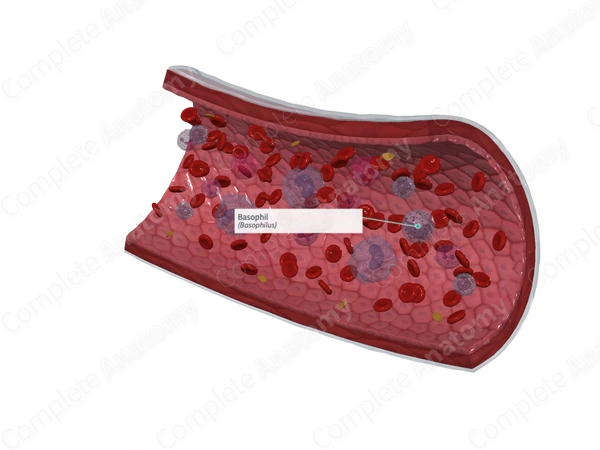 Basophil | Complete Anatomy