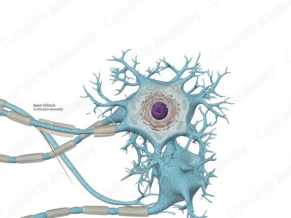 Axon Hillock | Complete Anatomy