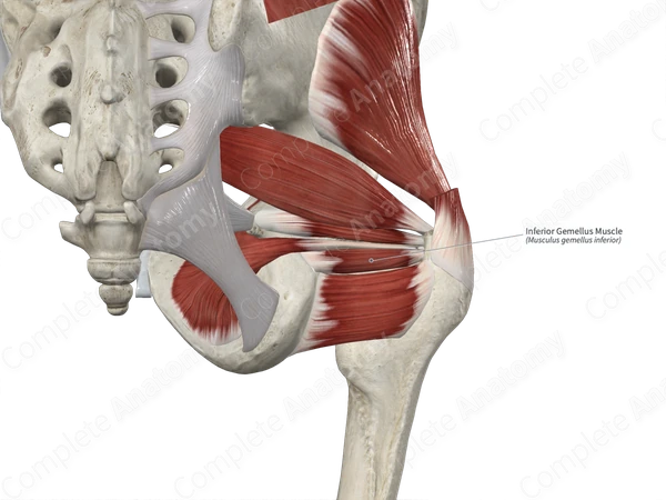 Inferior Gemellus Muscle | Complete Anatomy