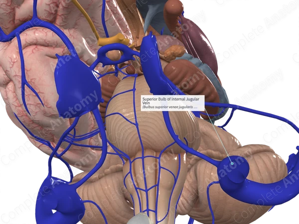 Jugular Bulb Anatomy Inferior Wall And Jugular Bulb In Coronal View.