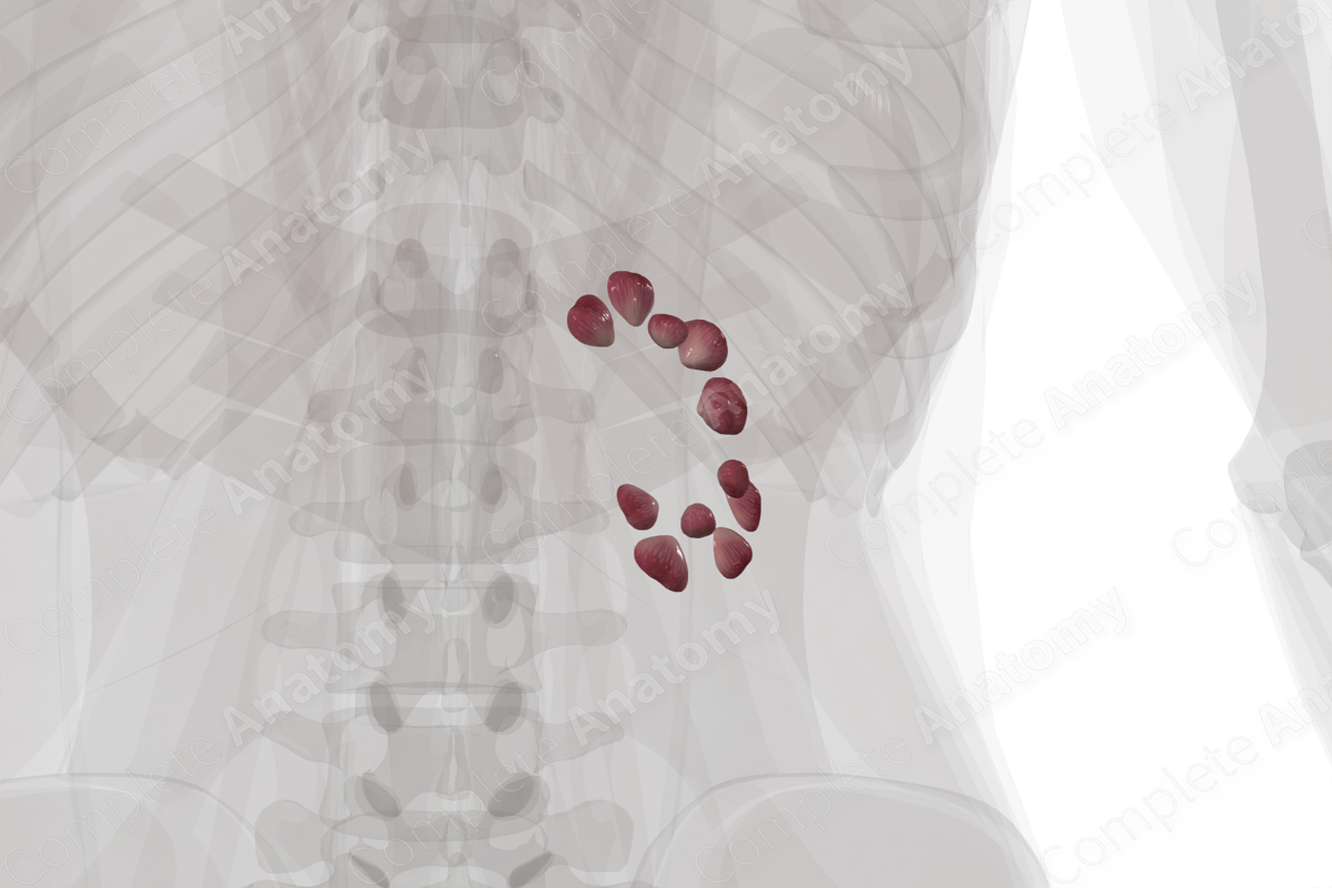 Renal Medulla (Anterior Part; Left) | Complete Anatomy