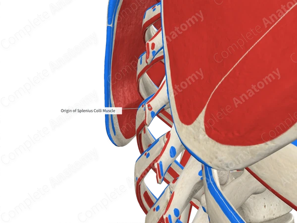 Origin of Splenius Colli Muscle | Complete Anatomy