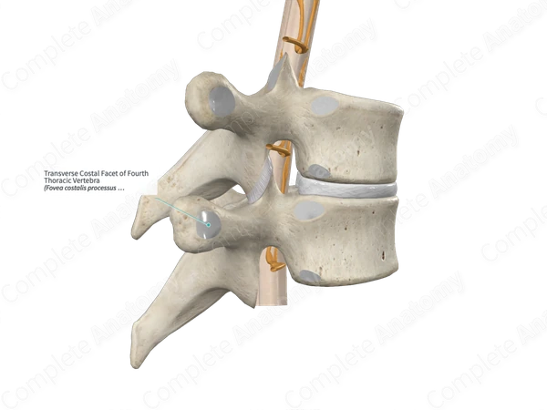 Transverse Costal Facet of Fourth Thoracic Vertebra | Complete Anatomy