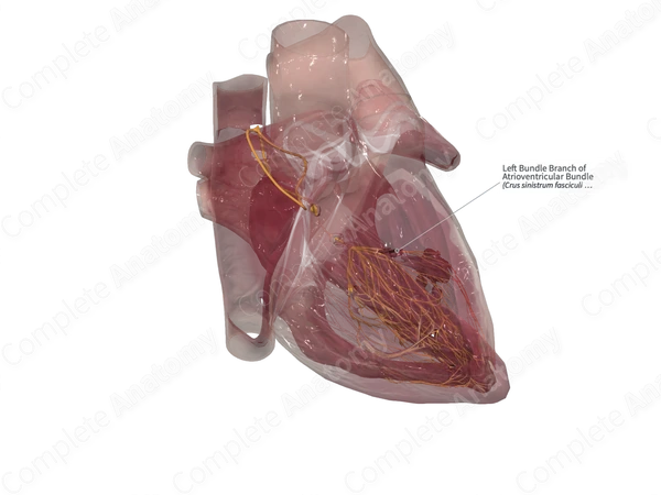 Left Bundle Branch of Atrioventricular Bundle | Complete Anatomy