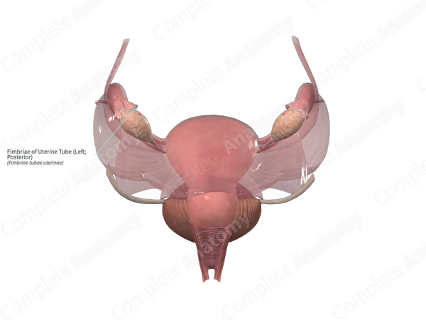 Fimbriae of Uterine Tube (Left; Posterior) | Complete Anatomy