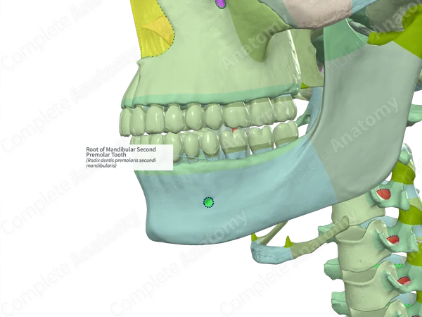 Root of Mandibular Second Premolar Tooth | Complete Anatomy