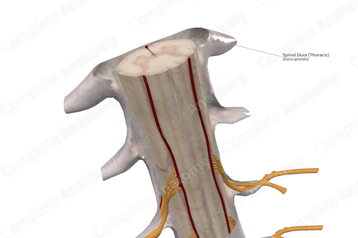 Spinal Dura (Thoracic) | Complete Anatomy