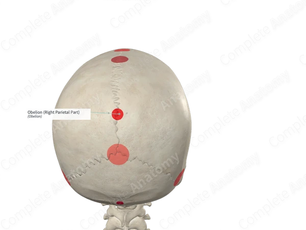 Obelion (Right Parietal Part) | Complete Anatomy