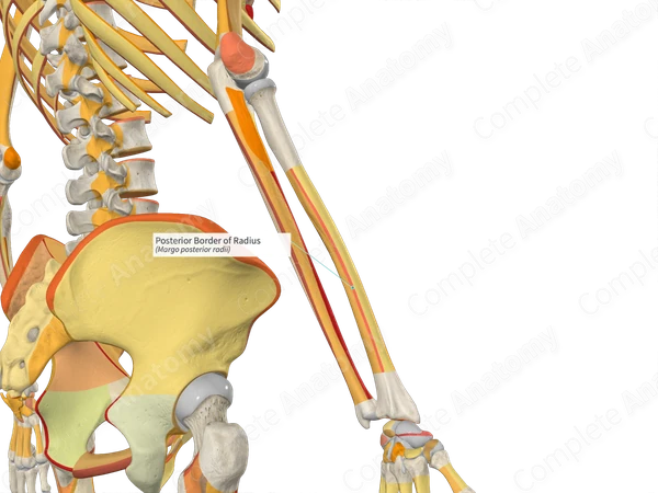 Posterior Border of Radius | Complete Anatomy