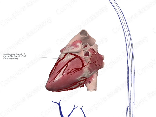 Marginal Artery Of Heart