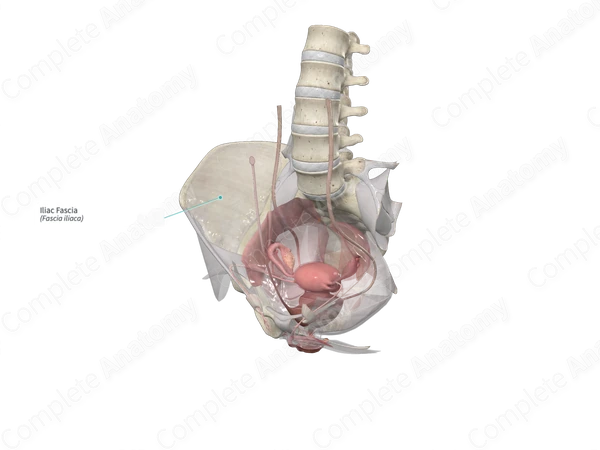 Iliac Fascia | Complete Anatomy