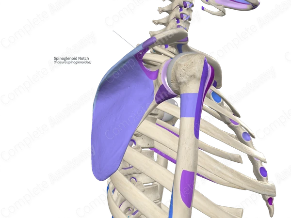 Spinoglenoid Notch | Complete Anatomy