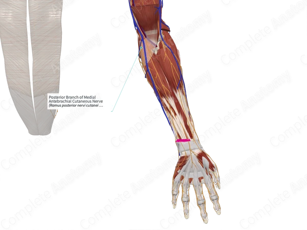Posterior Branch of Medial Antebrachial Cutaneous Nerve | Complete Anatomy