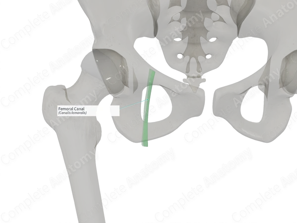 Femoral Canal (Right) | Complete Anatomy