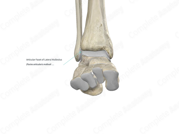 Articular Facet of Lateral Malleolus | Complete Anatomy