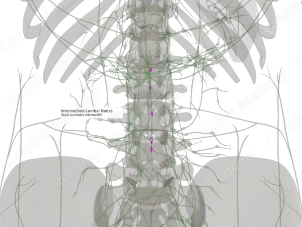 Intermediate Lumbar Nodes | Complete Anatomy