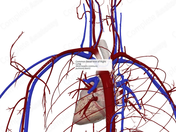 Common Basal Vein of Right Lung | Complete Anatomy