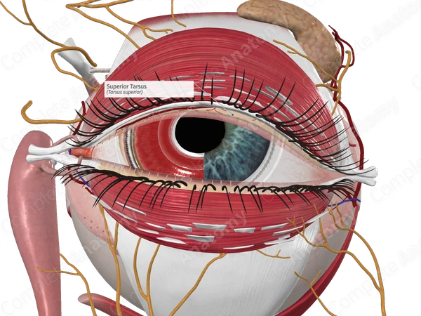 Tarsal Eye Anatomy