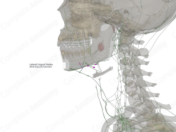 Lateral Lingual Nodes (Right) | Complete Anatomy