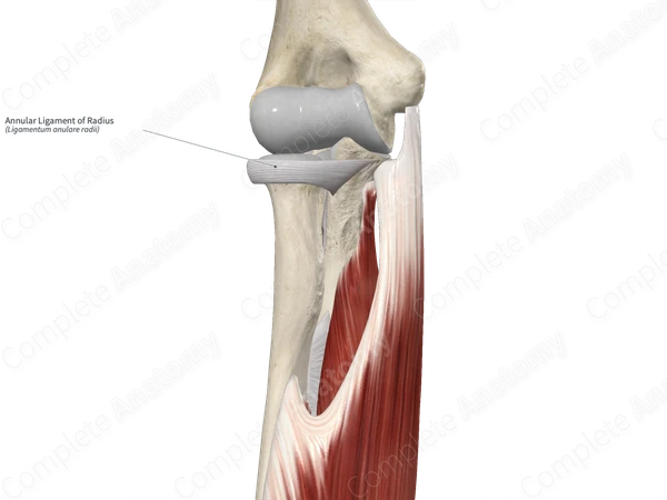 Annular Ligament of Radius | Complete Anatomy