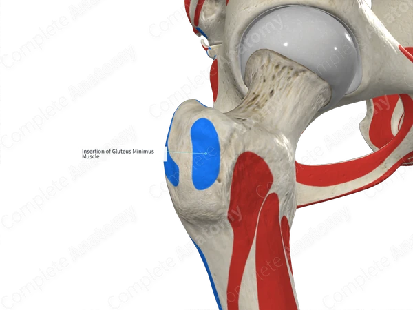 Insertion of Gluteus Minimus Muscle | Complete Anatomy