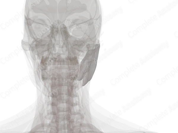 Parotid-Masseteric Fascia (Left) | Complete Anatomy