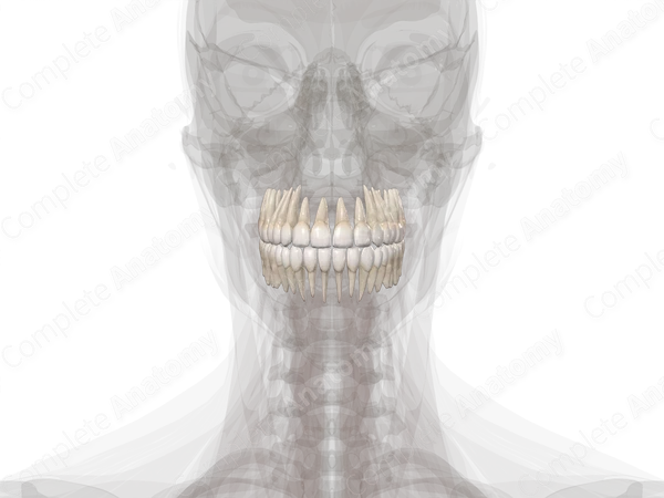 Teeth | Complete Anatomy
