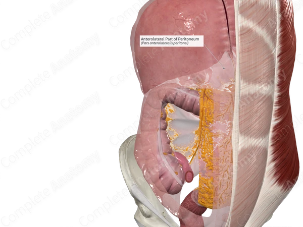 Anterolateral Part of Peritoneum | Complete Anatomy
