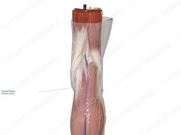 Crural Fascia | Complete Anatomy